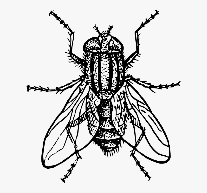 Housefly, House Fly, Fly, Animal, Biology, Entomology, HD Png Download ...