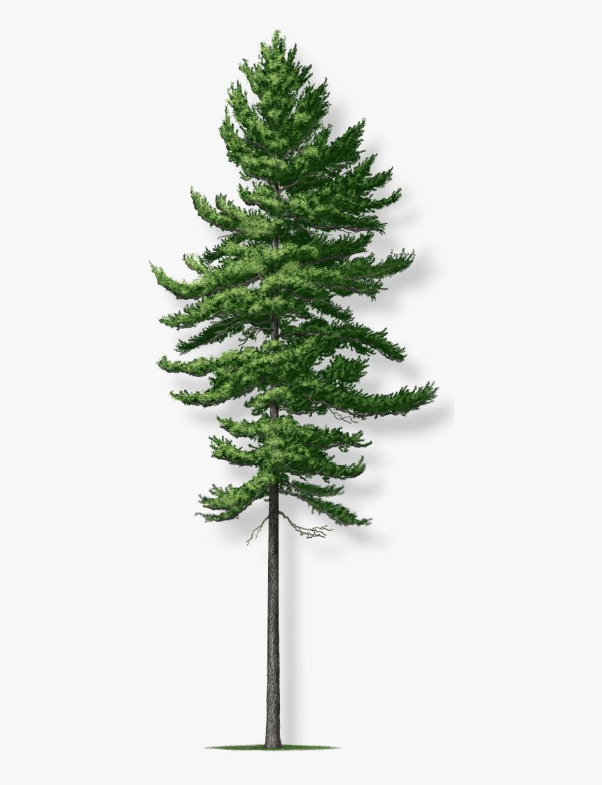 Pine Trees Png, Transparent Png , Transparent Png Image - PNGitem