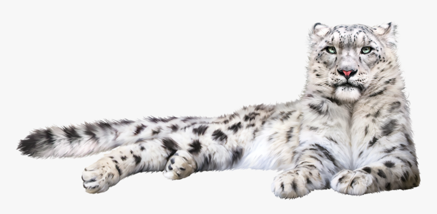 Hd Snow Leopard Png , Png Download, Transparent Png , Transparent Png ...