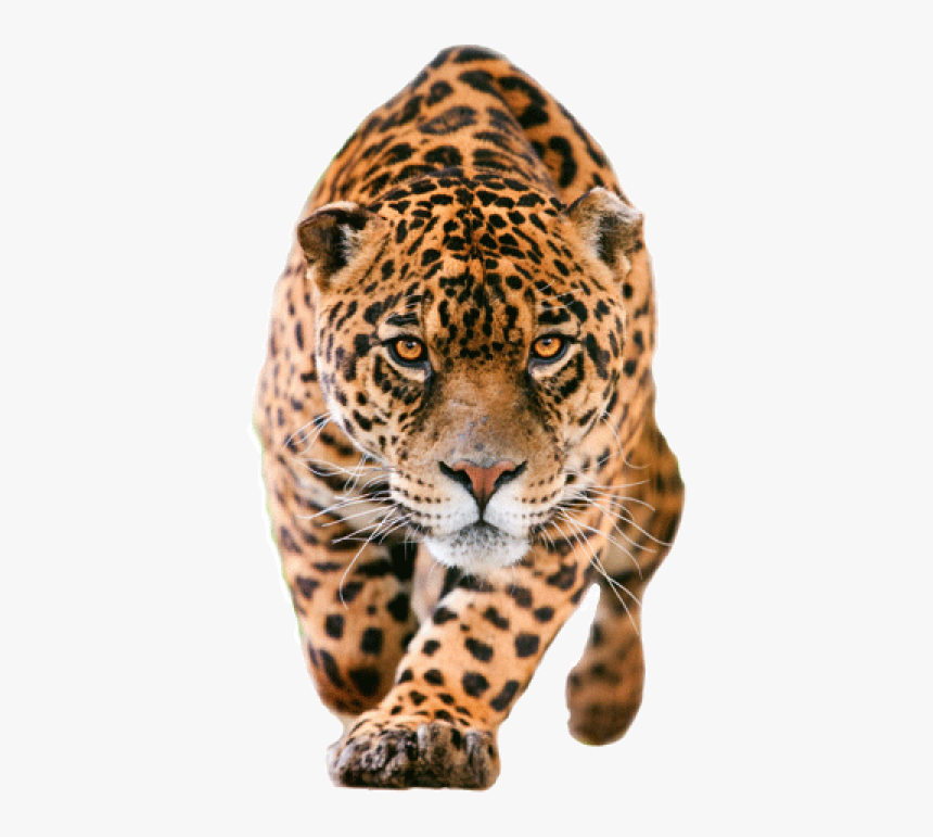 Leopard No Background, HD Png Download , Transparent Png Image - PNGitem