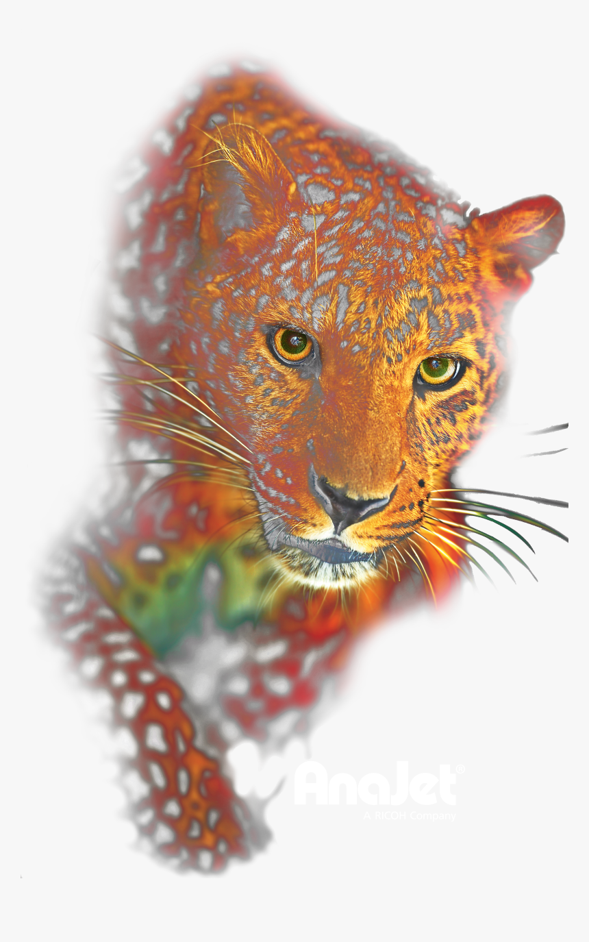 Leopard Png, Transparent Png , Transparent Png Image - PNGitem
