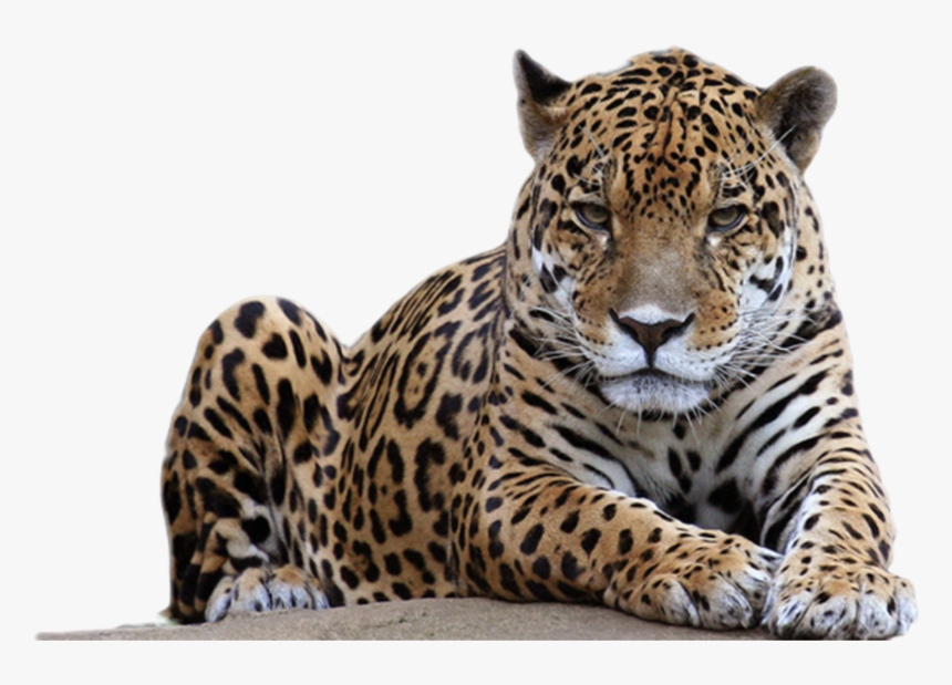 Transparent Leopard Spots Png - Leopard Png, Png Download , Transparent ...