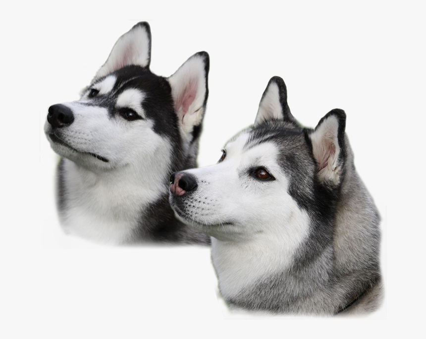 Husky Png Image - Siberian Husky Transparent Background, Png Download ...