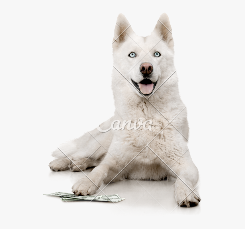 White Transparent Husky - White Husky Png, Png Download , Transparent ...