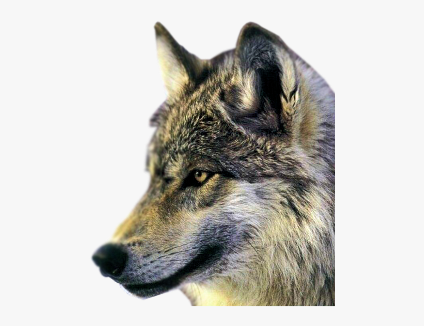 Husky Png, Transparent Png , Transparent Png Image - PNGitem