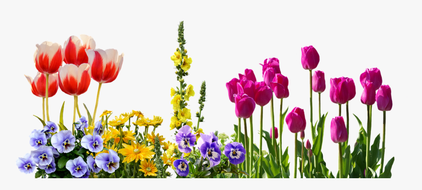 Picture - Transparent Spring Flower Clipart, HD Png Download ...