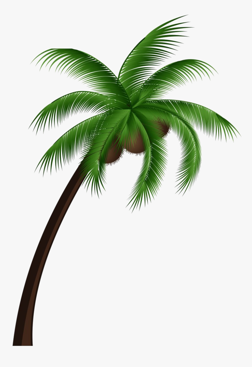 Coconut Palm Tree Png, Transparent Png , Transparent Png Image - PNGitem