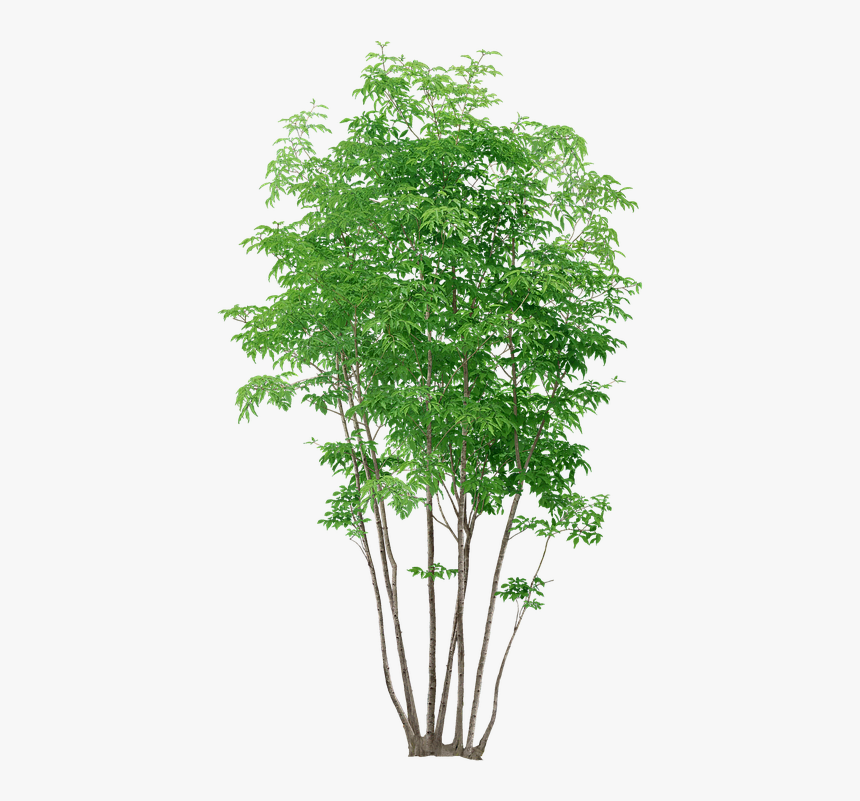 Trees, Without, Background - Tree Plants Png, Transparent Png ...