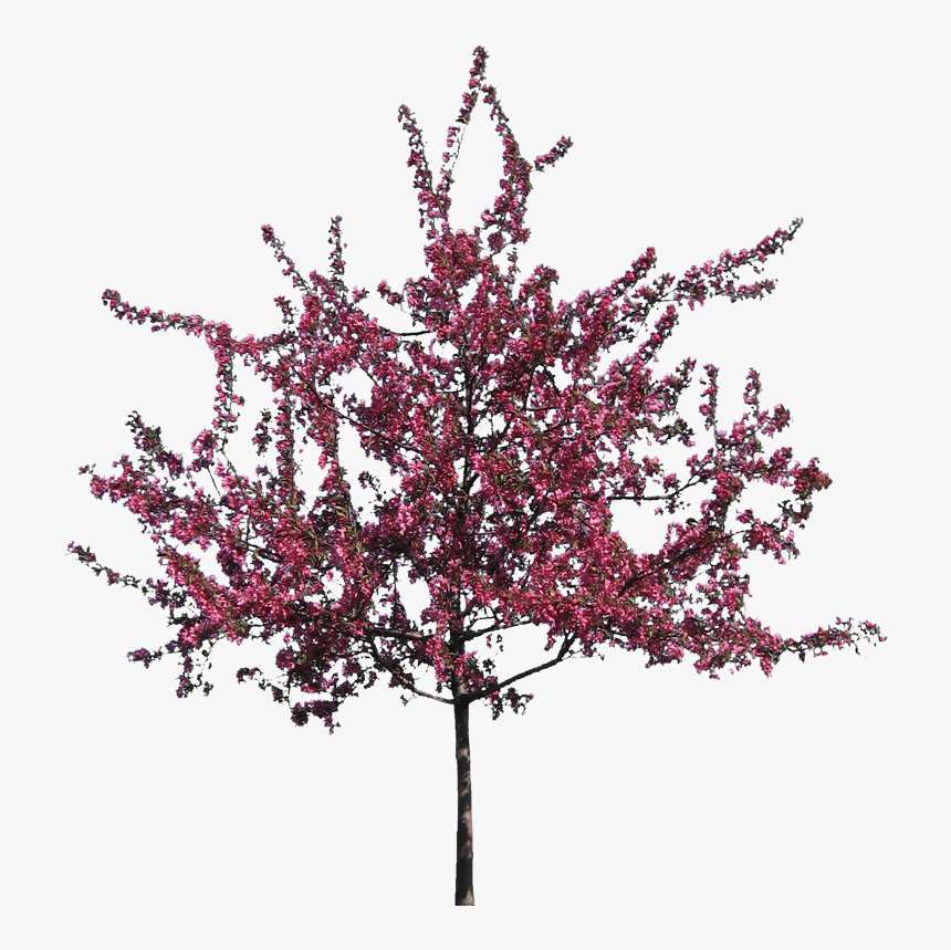 Crab Apple Tree Transparent Image Trees - Tree Figure Silhouette Png ...