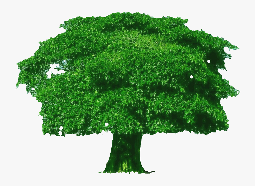 Trees Png Transparent Bg - Tree Png Image Background Transparent, Png ...