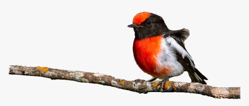 Spring Birds Png Image File - Rose Breasted Grosbeak, Transparent Png ...