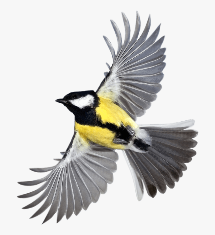 Cute Flying Bird Png