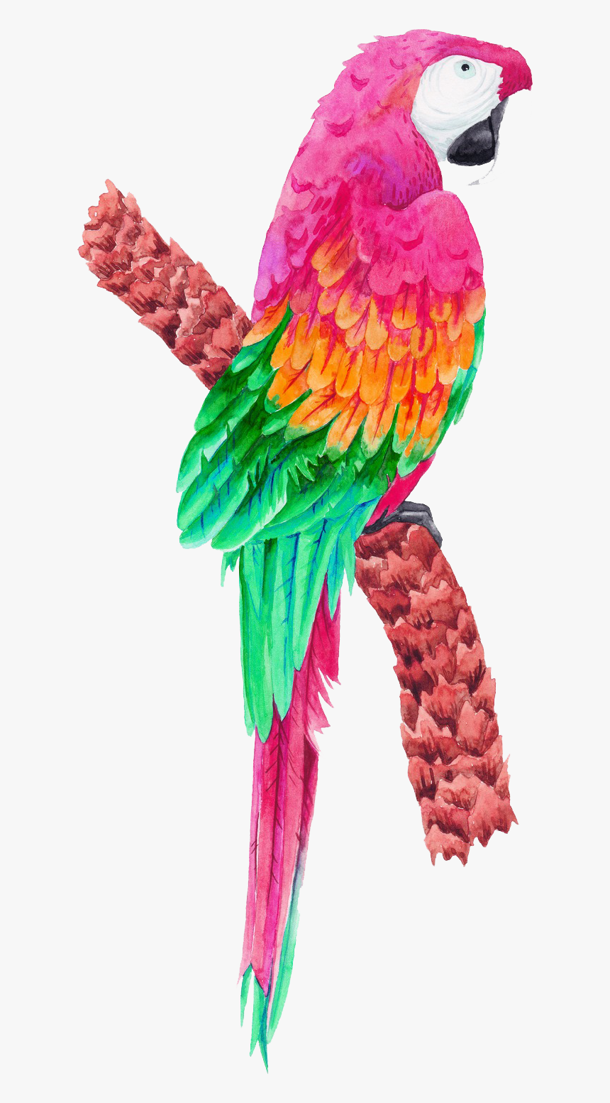 Tropical Bird Clipart