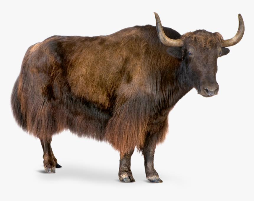 Yak White Background, HD Png Download , Transparent Png Image - PNGitem