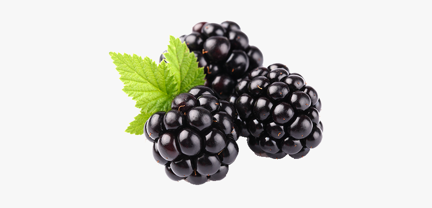Blackberry Fruit Png Clipart - Blackberry Fruit, Transparent Png ...