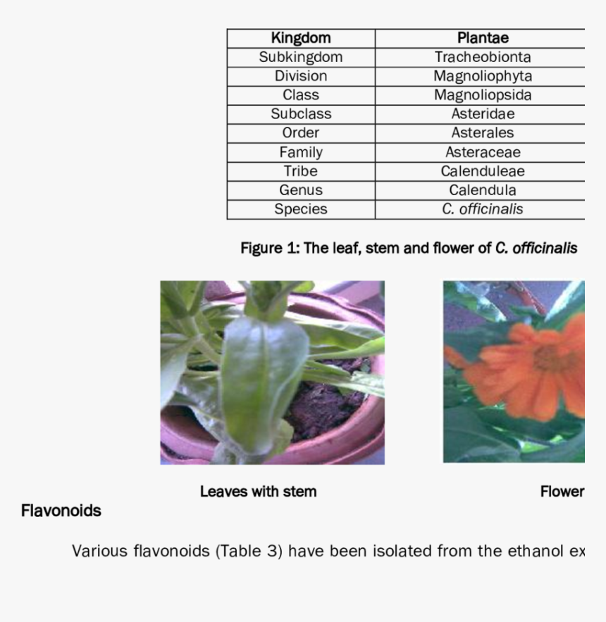 Scientific Classification Of Marigold, HD Png Download , Transparent ...
