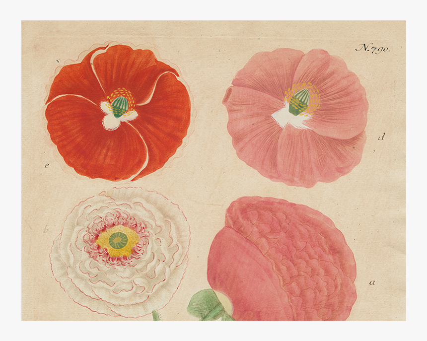 Poppy, HD Png Download , Transparent Png Image - PNGitem