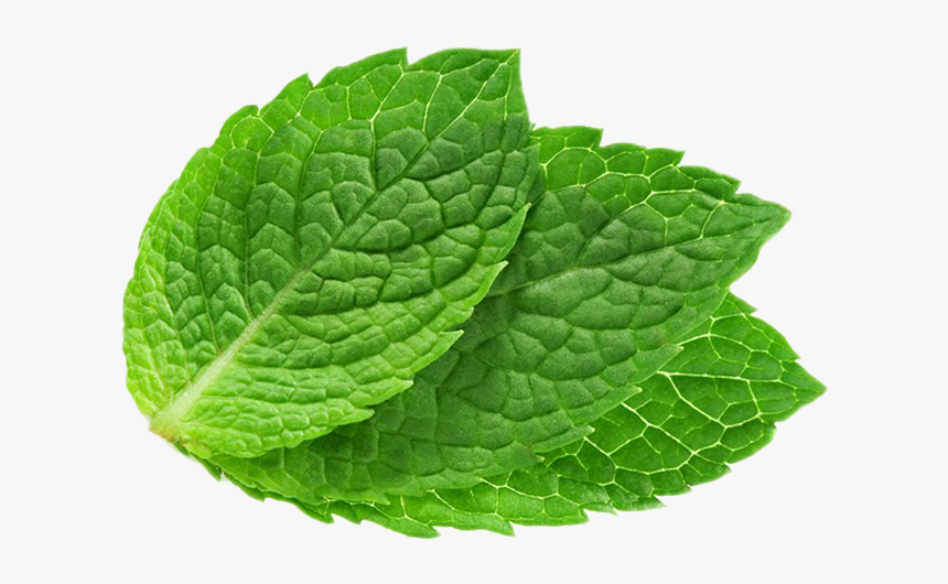 Transparent Mint Leaf Png, Png Download , Transparent Png Image - PNGitem