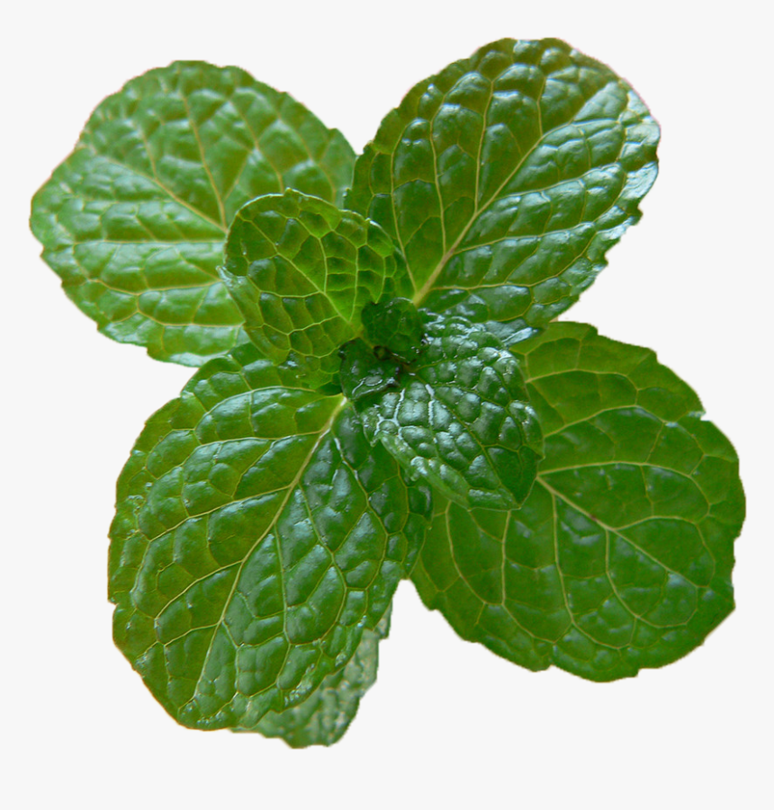 Peppermint Png , Png Download - Mint, Transparent Png , Transparent Png ...