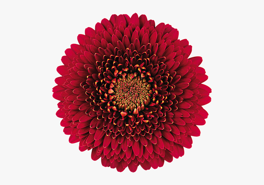 Black Paper Fan, HD Png Download , Transparent Png Image - PNGitem