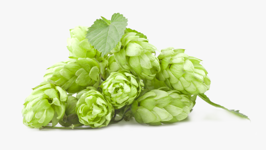 Hops - Beer Hop Png, Transparent Png , Transparent Png Image - PNGitem