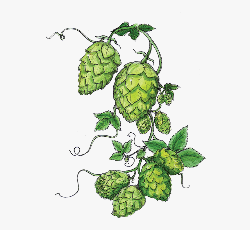 Hops Clip Art