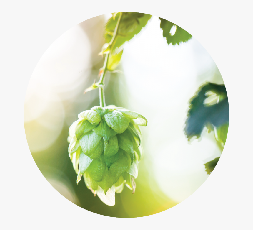 Transparent Hops Png - Hop Plant Photographs, Png Download ...
