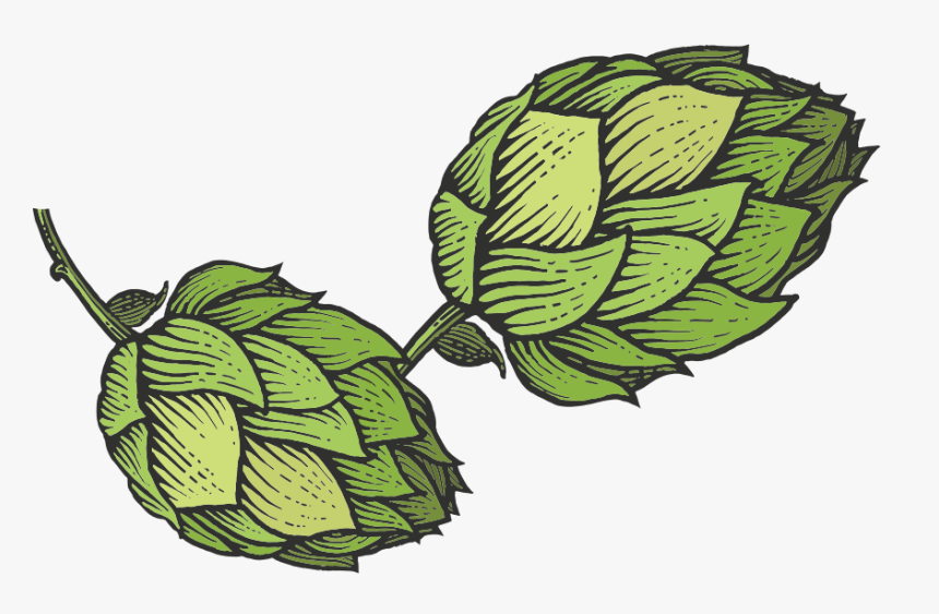 Hops Png, Transparent Png , Transparent Png Image - PNGitem