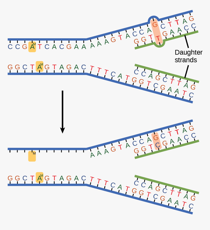 The Top Illustration Shows A Replicated Dna Strand - Dna Replication ...