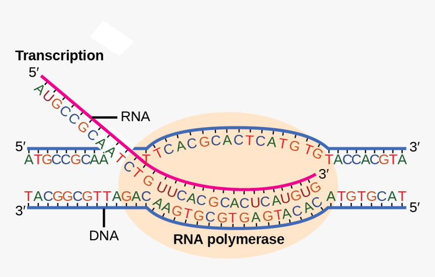 Illustration Shows Rna Synthesis By Rna Polymerase - Transcription ...