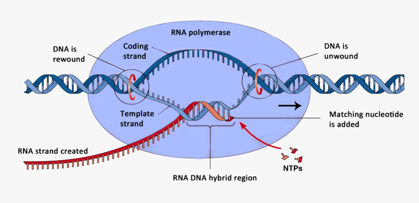 Elongation Of Transcription In Eukaryotes, HD Png Download ...