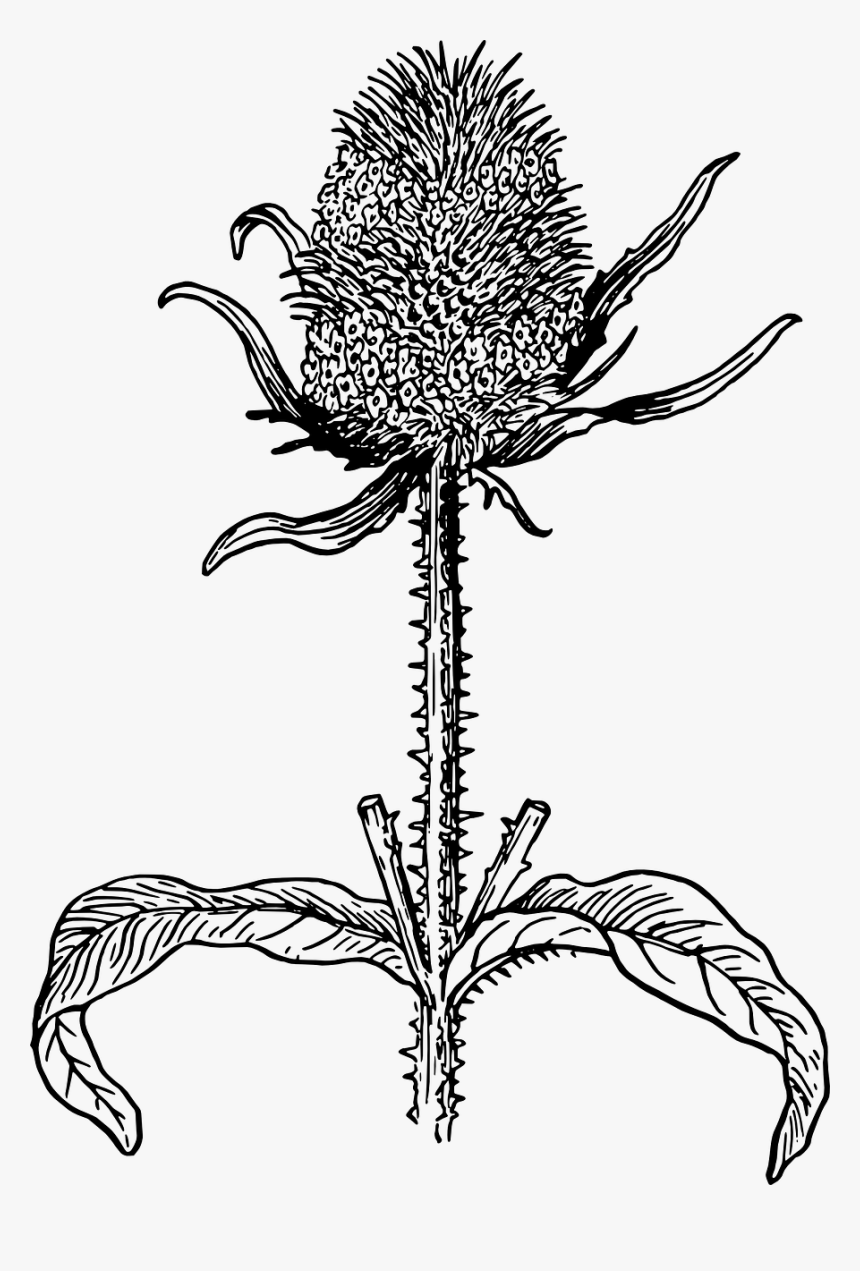Black And White Teasel Drawing, HD Png Download , Transparent Png Image ...
