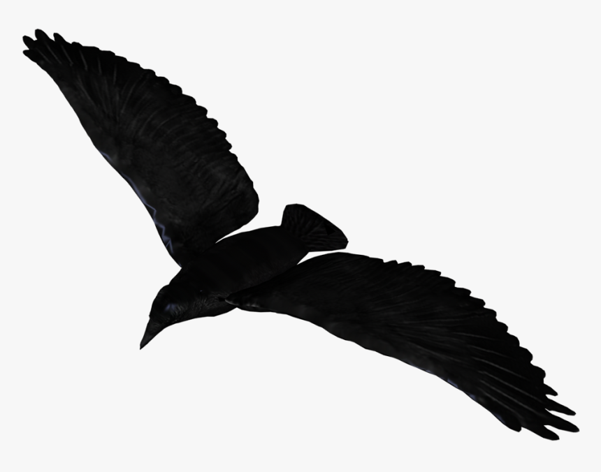 Raven Flying - Raven Flying Transparent Background, HD Png Download ...