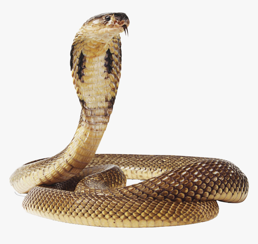 Snake Png Image - Snake Transparent Background, Png Download ...