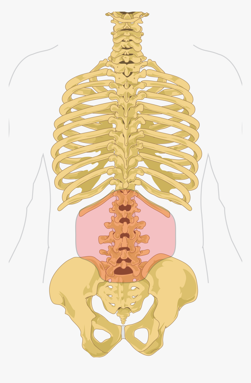 Lower Back Pain Skeleton, HD Png Download , Transparent Png Image - PNGitem