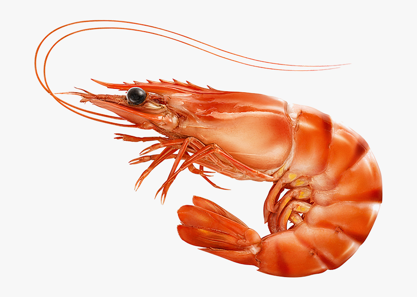 Red Cooked Prawn Or Tiger Shrimp Isolated T, HD Png Download ...
