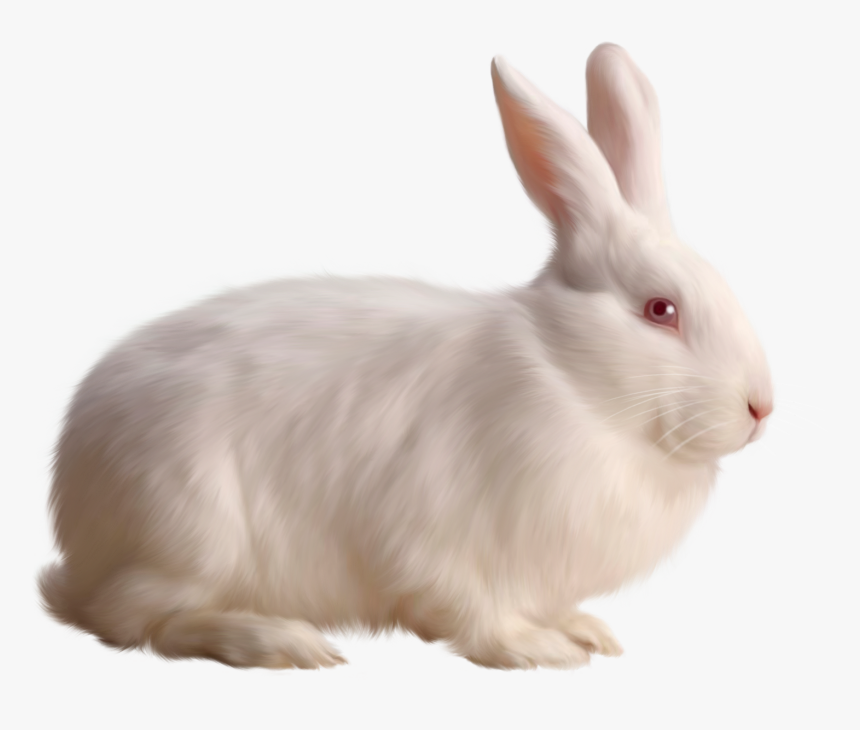 Rabbit Clipart Realistic - Rabbit Png, Transparent Png , Transparent ...