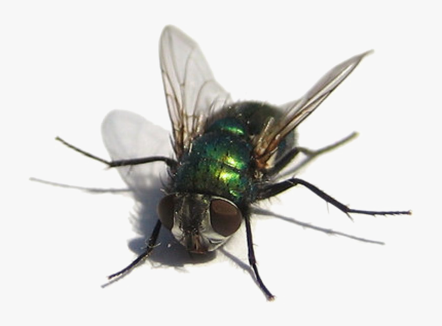 Flying Bug Png Download Image - Flying Bug, Transparent Png ...