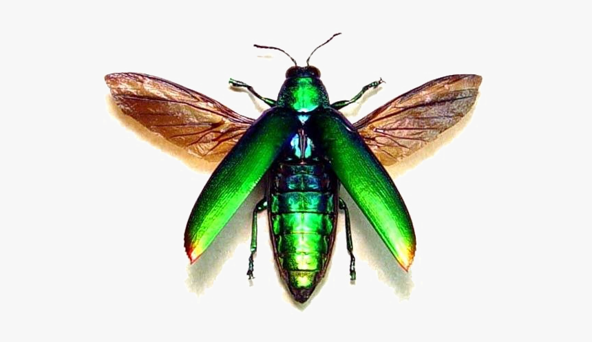 Flying Bug Png Transparent Image - Neon Green Bug With Wings, Png ...