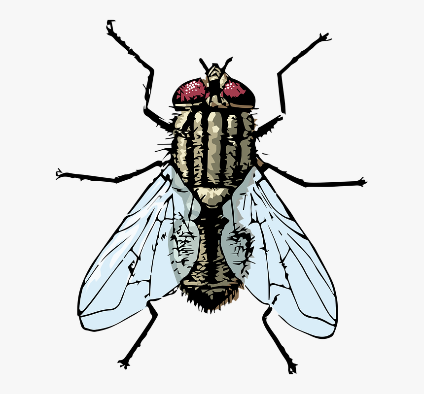 Fly, Housefly, Bug - House Fly, HD Png Download , Transparent Png Image ...