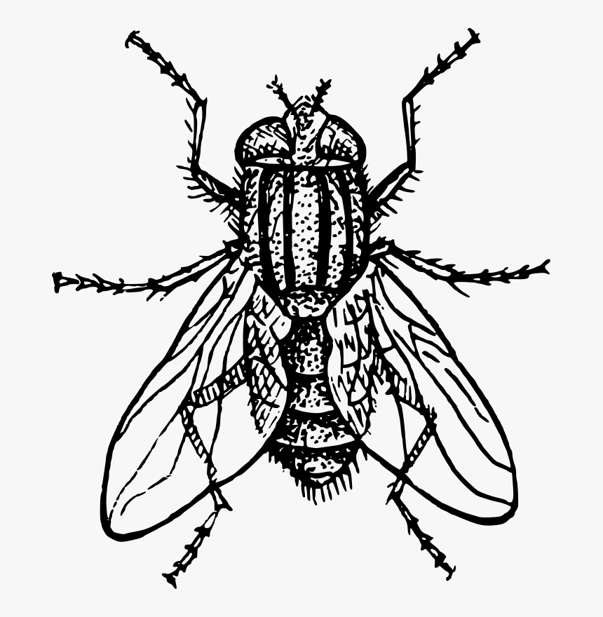 Transparent Flying Bug Png - House Fly Clipart, Png Download ...