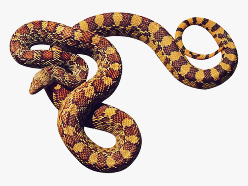 Big Snake Png - Cobras Em Png, Transparent Png , Transparent Png Image ...