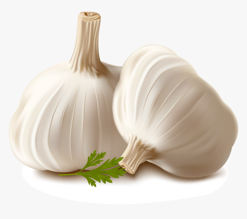 Garlic Vector, HD Png Download , Transparent Png Image - PNGitem