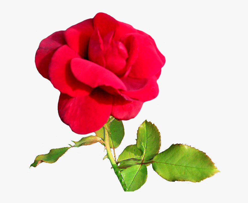 Velvet Rose Clipart - Velvet Rose Clip Art, HD Png Download ...