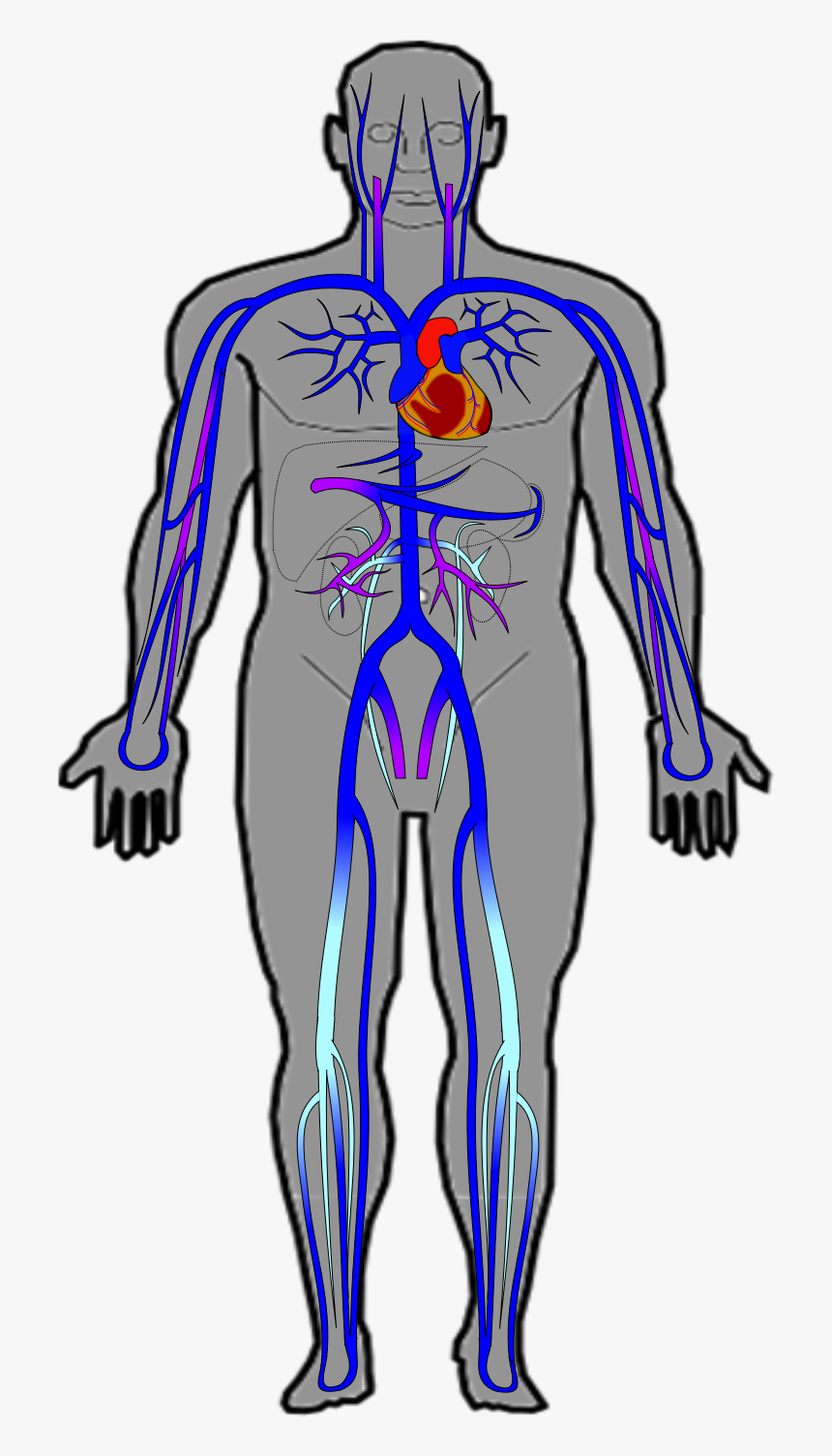 Ch20 Veins - Human Body Veins, HD Png Download , Transparent Png Image ...