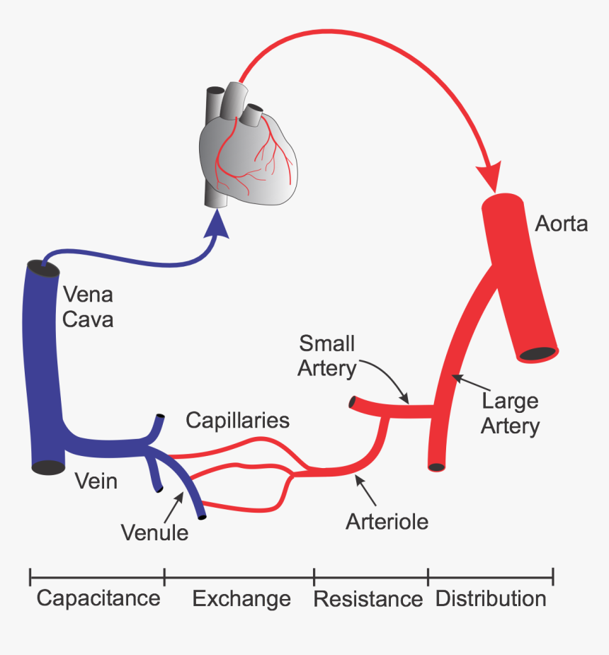 Vascular Network - Highway And Circulatory System, HD Png Download ...