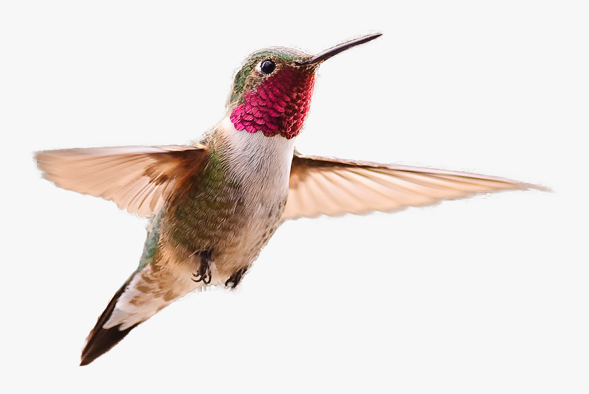 Hummingbird Png Image - Hummingbird Transparent Background, Png ...