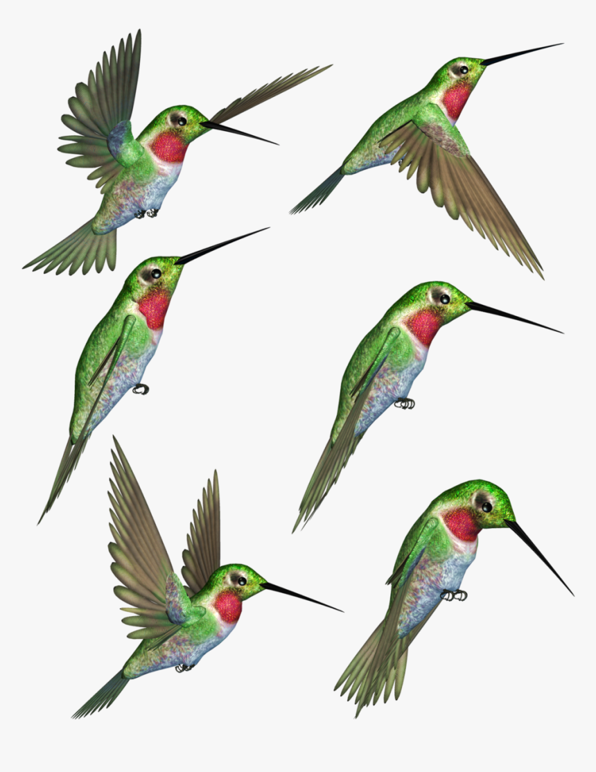 Ruby Throated Clip Art - Ruby Throated Hummingbird Hummingbird Clipart ...