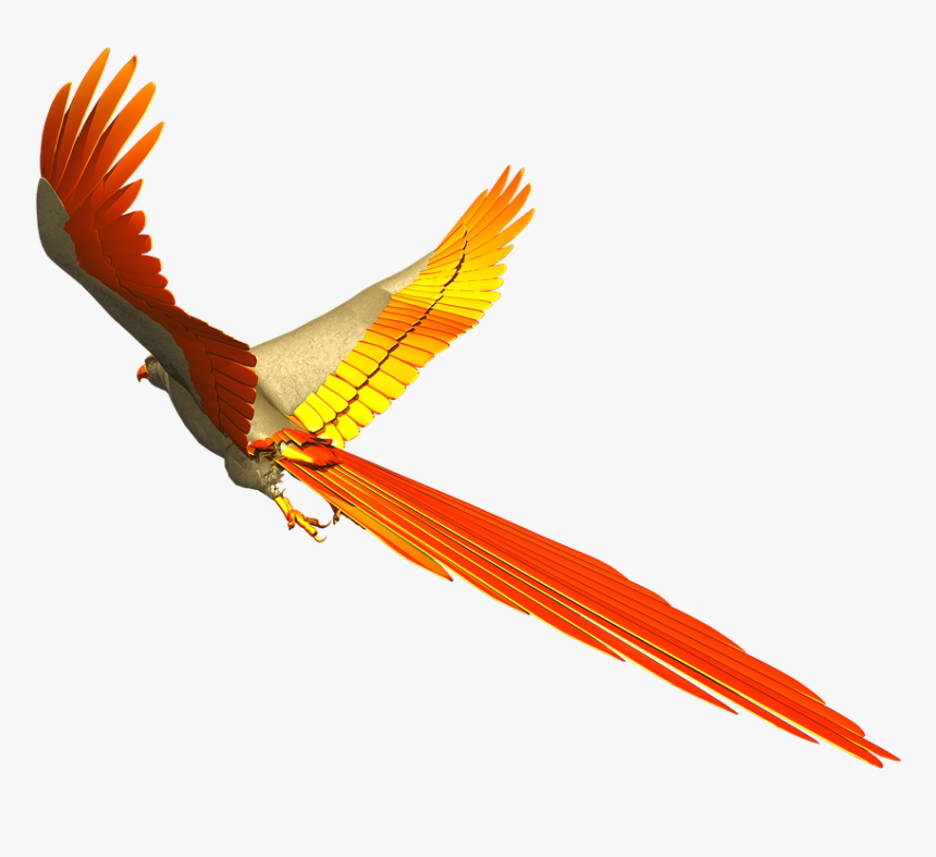 Free Photo Fly Colorful Parrot Isolated Flight - Colorful Birds Flying ...