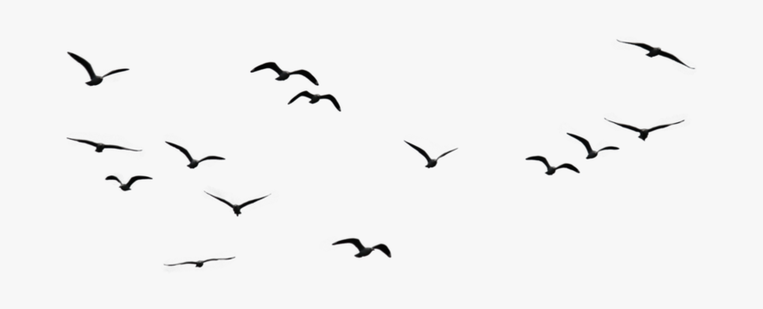 Birds Png Image - Birds In Sky Png, Transparent Png , Transparent Png ...